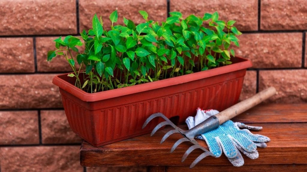 15 Container Garden Mistakes That Are Killing Your Plants (And How to ...