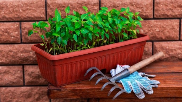 15 Container Garden Mistakes That Are Killing Your Plants (And How to ...