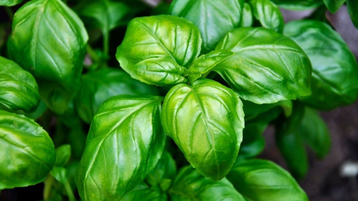 12 Easy Vegetables To Grow In Your First Garden